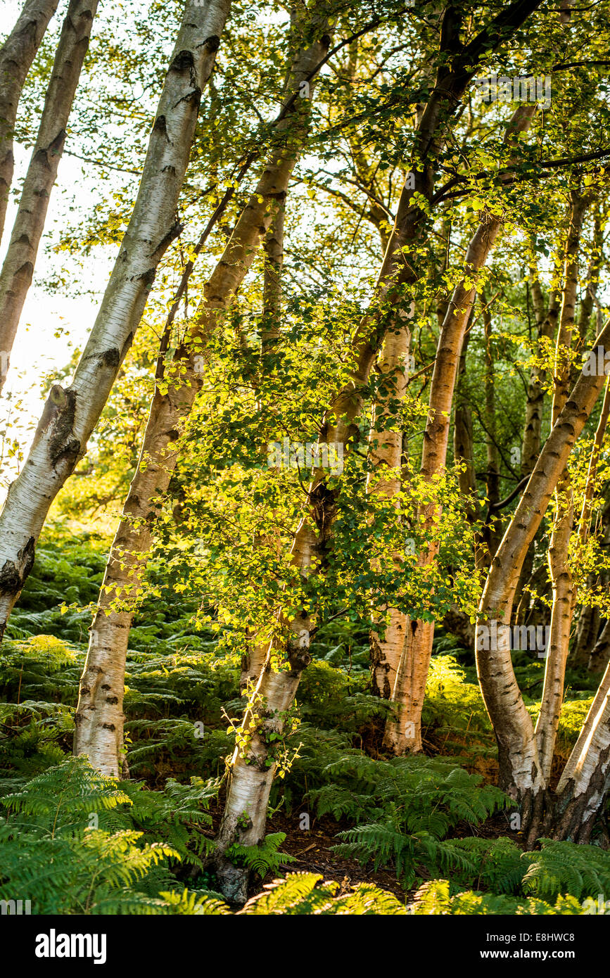 Silver birches and ferns Stock Photo - Alamy