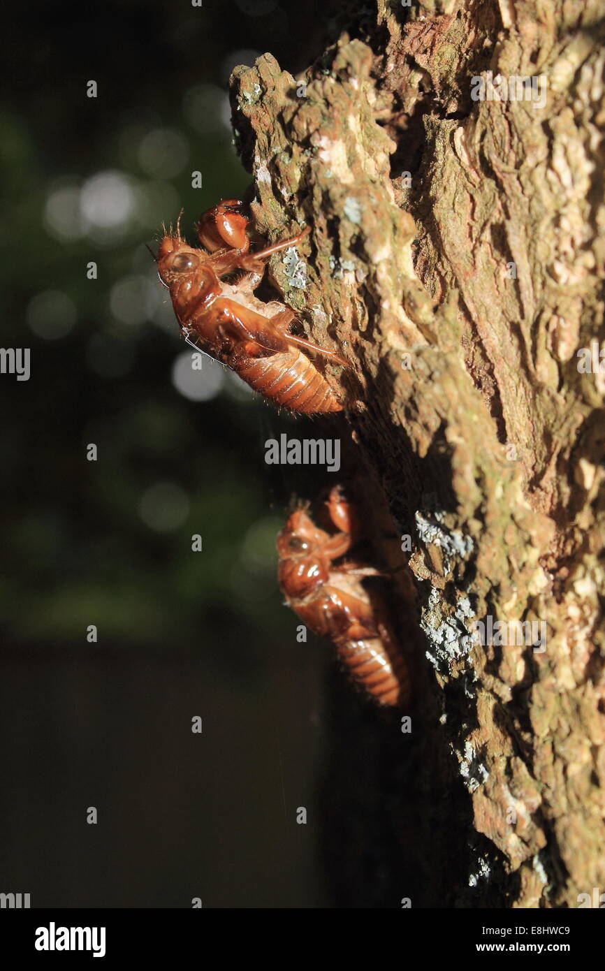 Shed cicada skin hi-res stock photography and images - Alamy