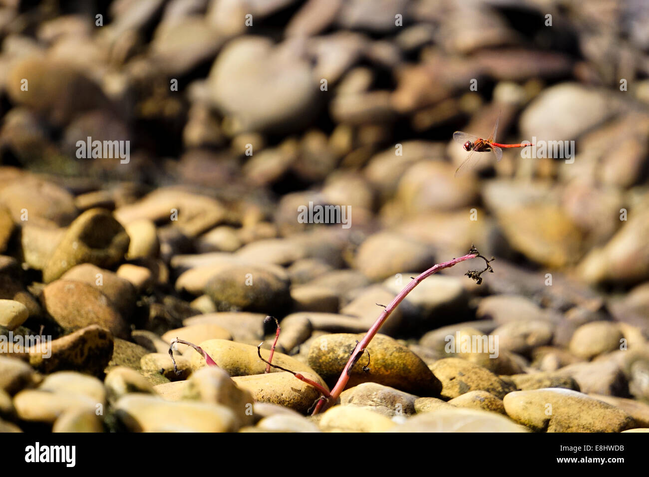 Dragonfly hover hi-res stock photography and images - Alamy