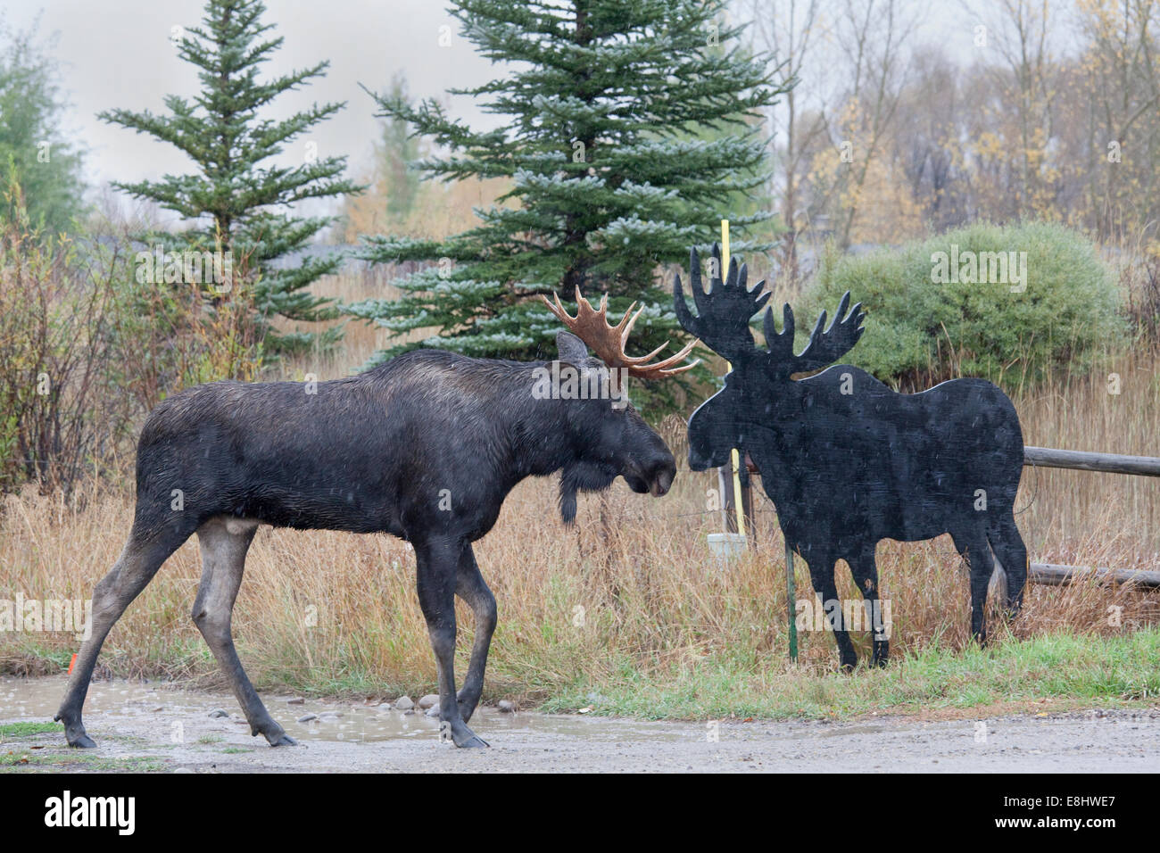 Fake bull hi-res stock photography and images - Alamy
