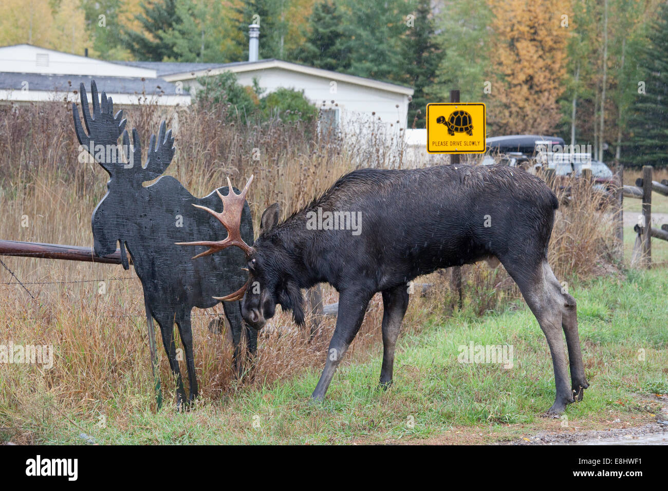 Photo of bull moose hi-res stock photography and images - Alamy