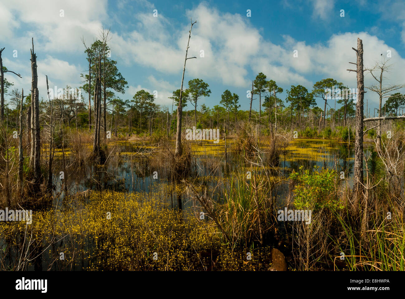 Bon Secour National Wildlife Refuge, Alabama, USA. Photographed along ...