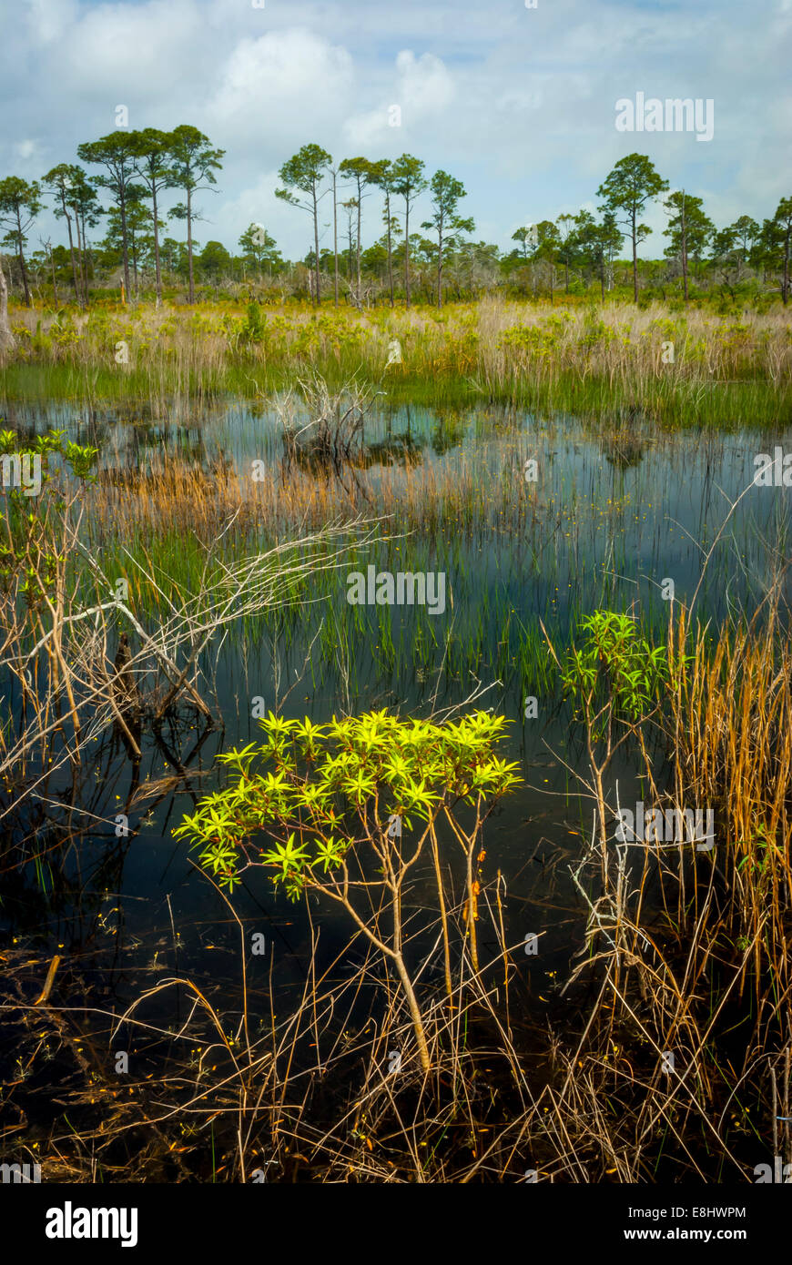 Boardwalk view; freshwater wetland, along Centennial Trail in Bon ...