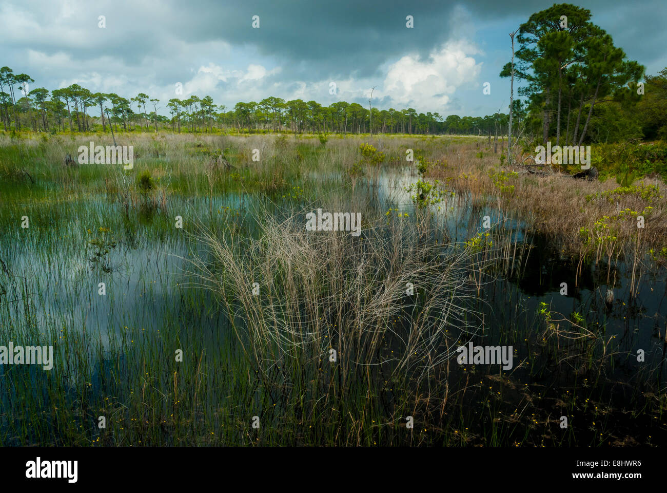 View across the freshwater wetlands along the Centennial Trail in Bon ...