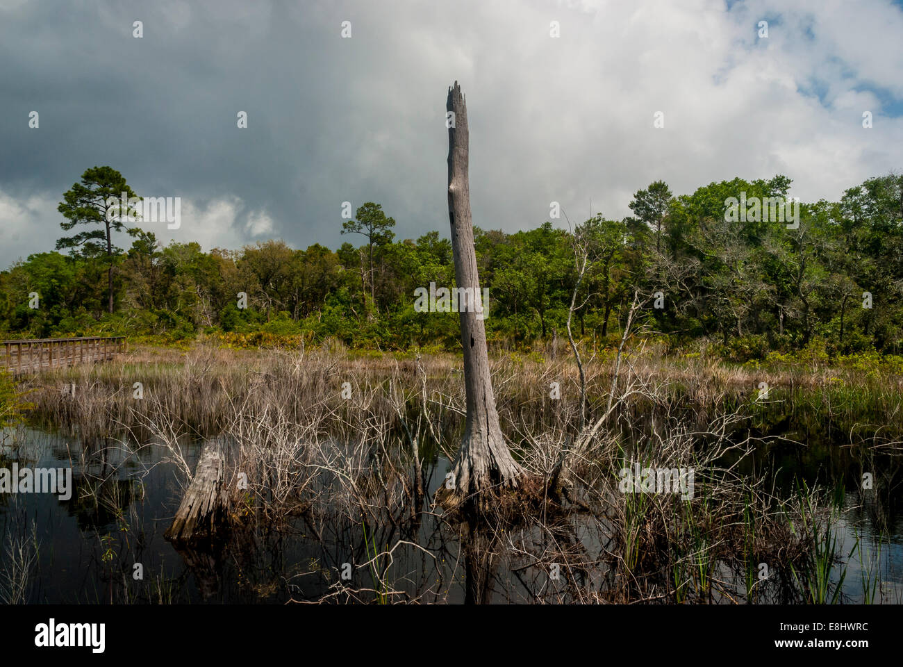 View along the Centennial Trail in Bon Secour National Wildlife Refuge ...