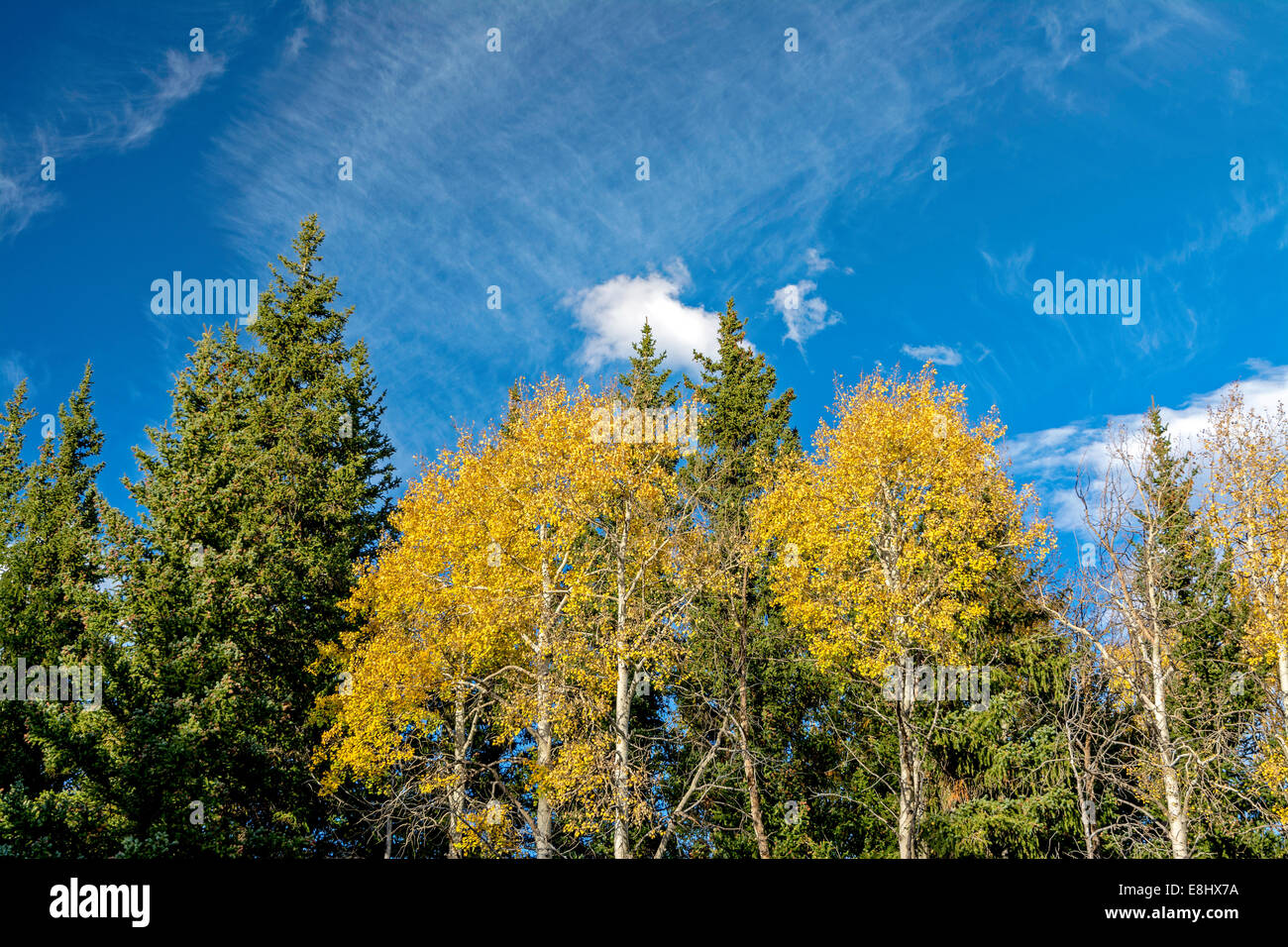 Pine trees in nature hi-res stock photography and images - Alamy
