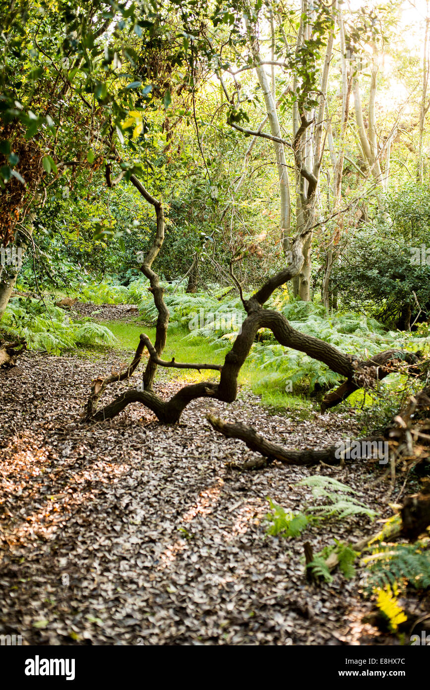 Gnarly tree branch in ancient oak forrest Stock Photo - Alamy