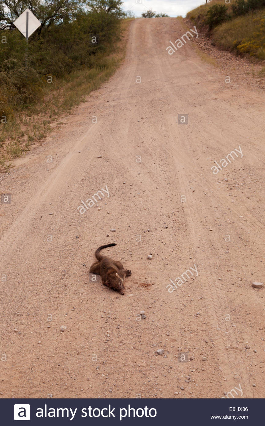 Road Kill High Resolution Stock Photography and Images - Alamy