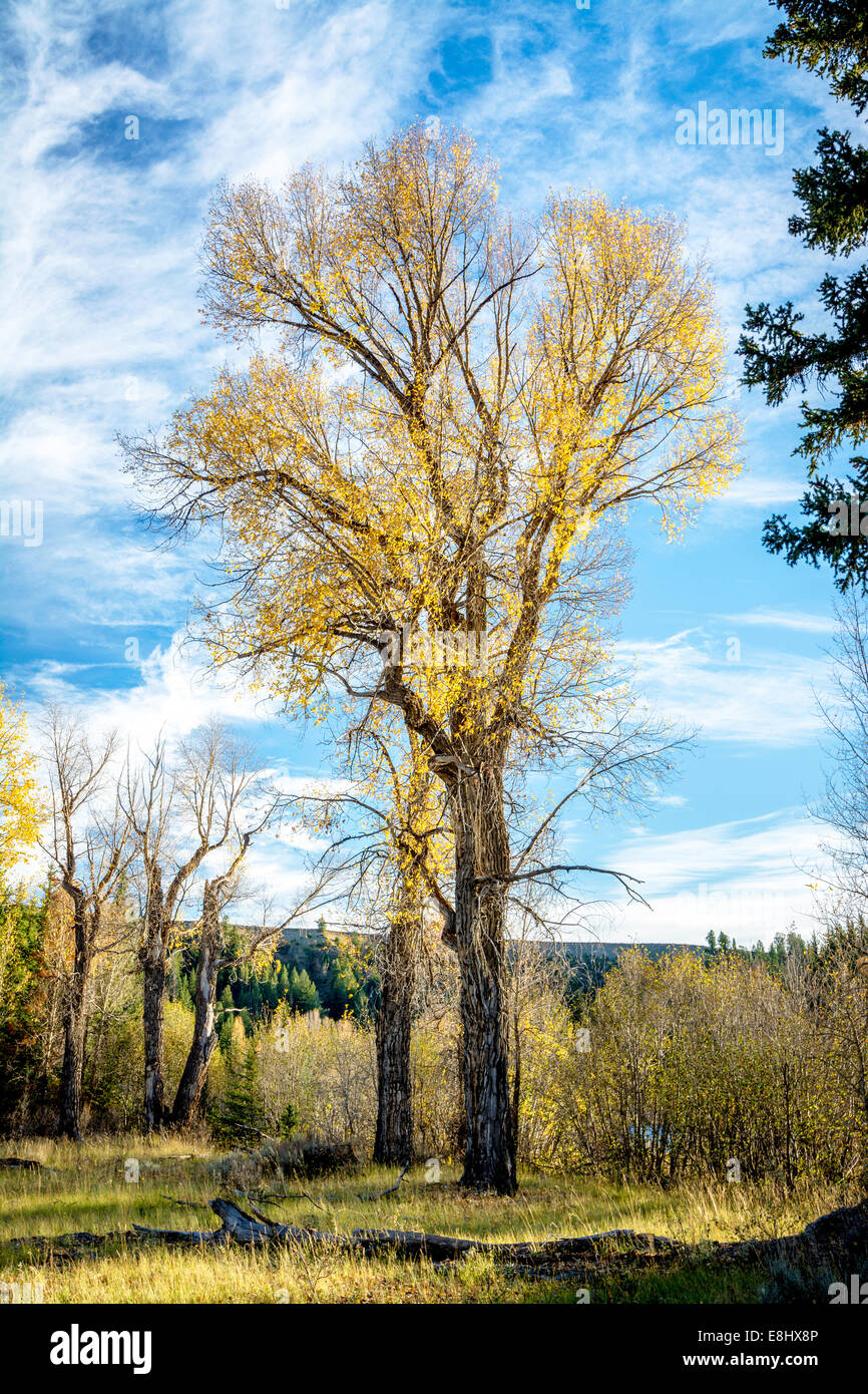 Large cottonwood tree with autumn colors Stock Photo - Alamy