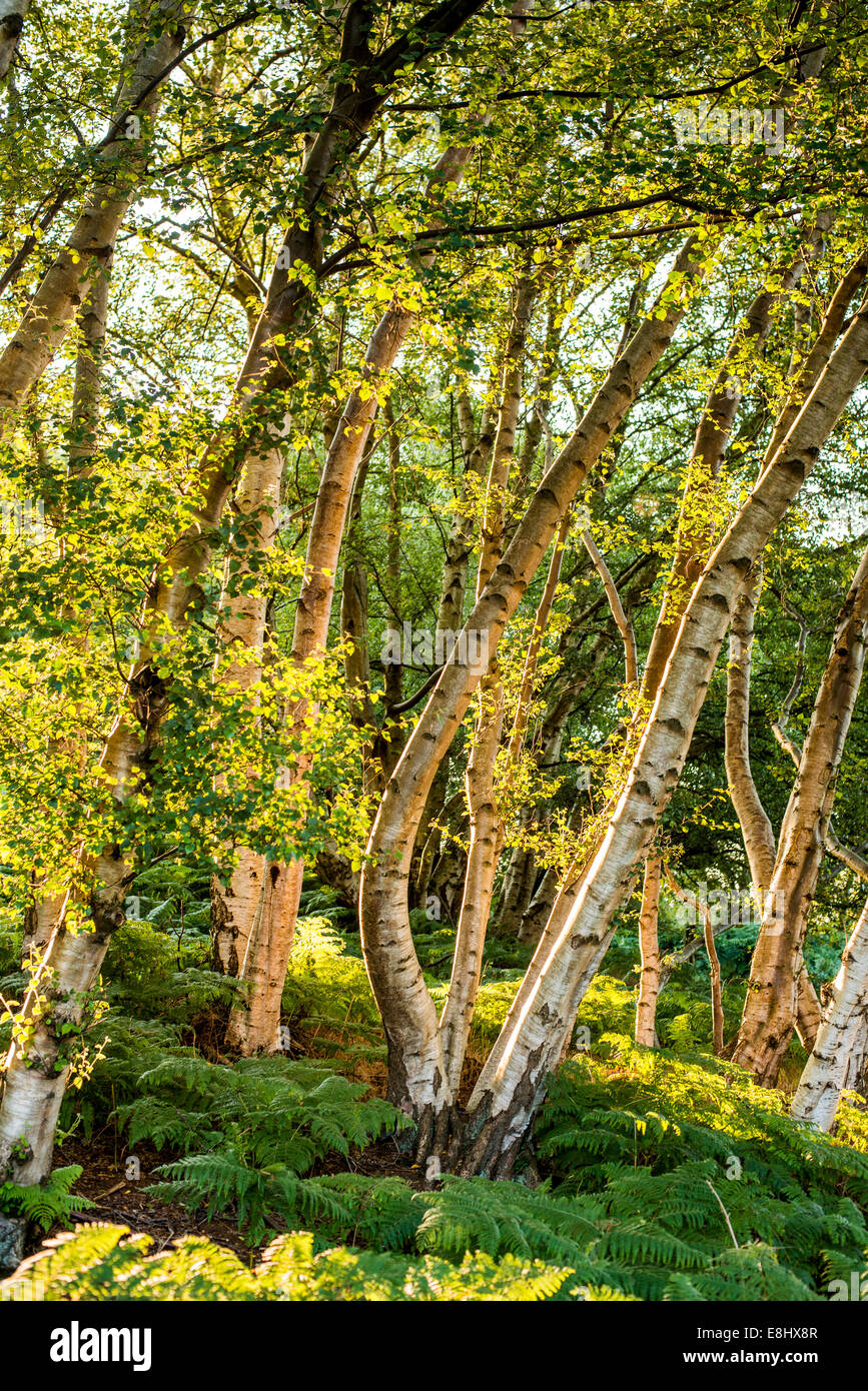 Silver birches in the sun Stock Photo - Alamy