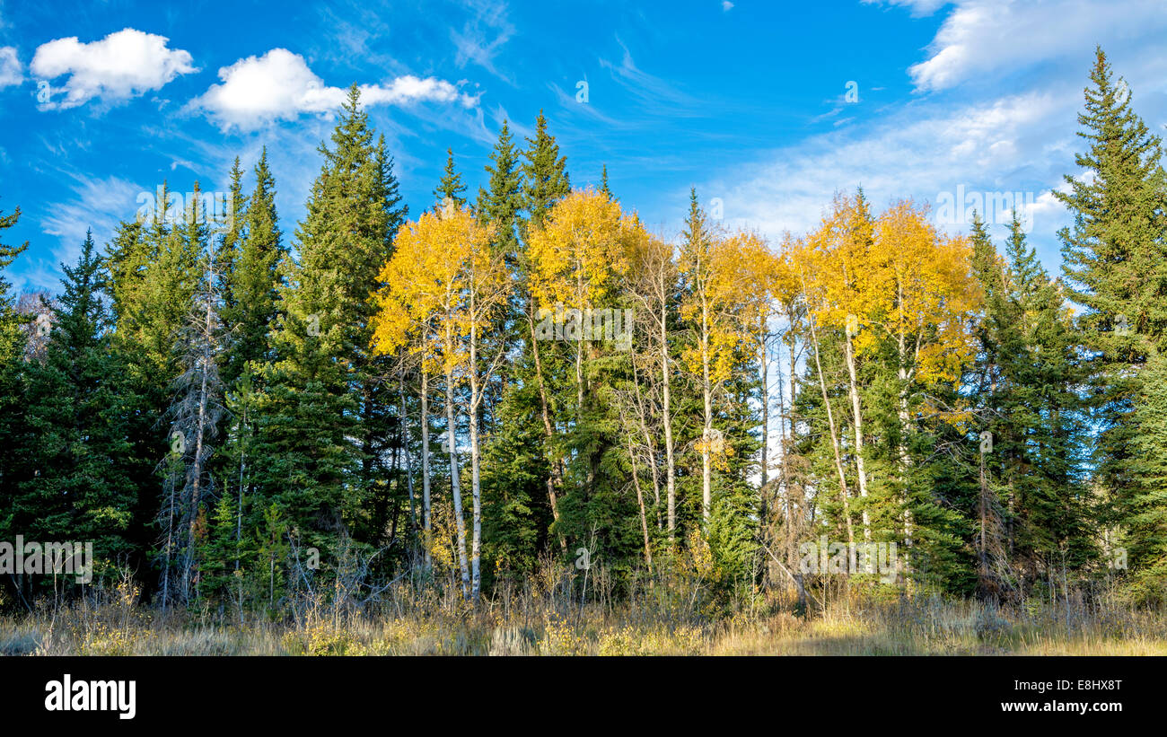 Aspen and pine tree forest in nature Stock Photo - Alamy