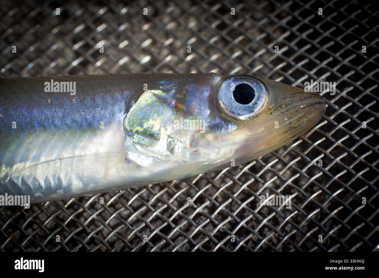 New Zealand Smelt (Retropinna retropinna), also known locally as ...