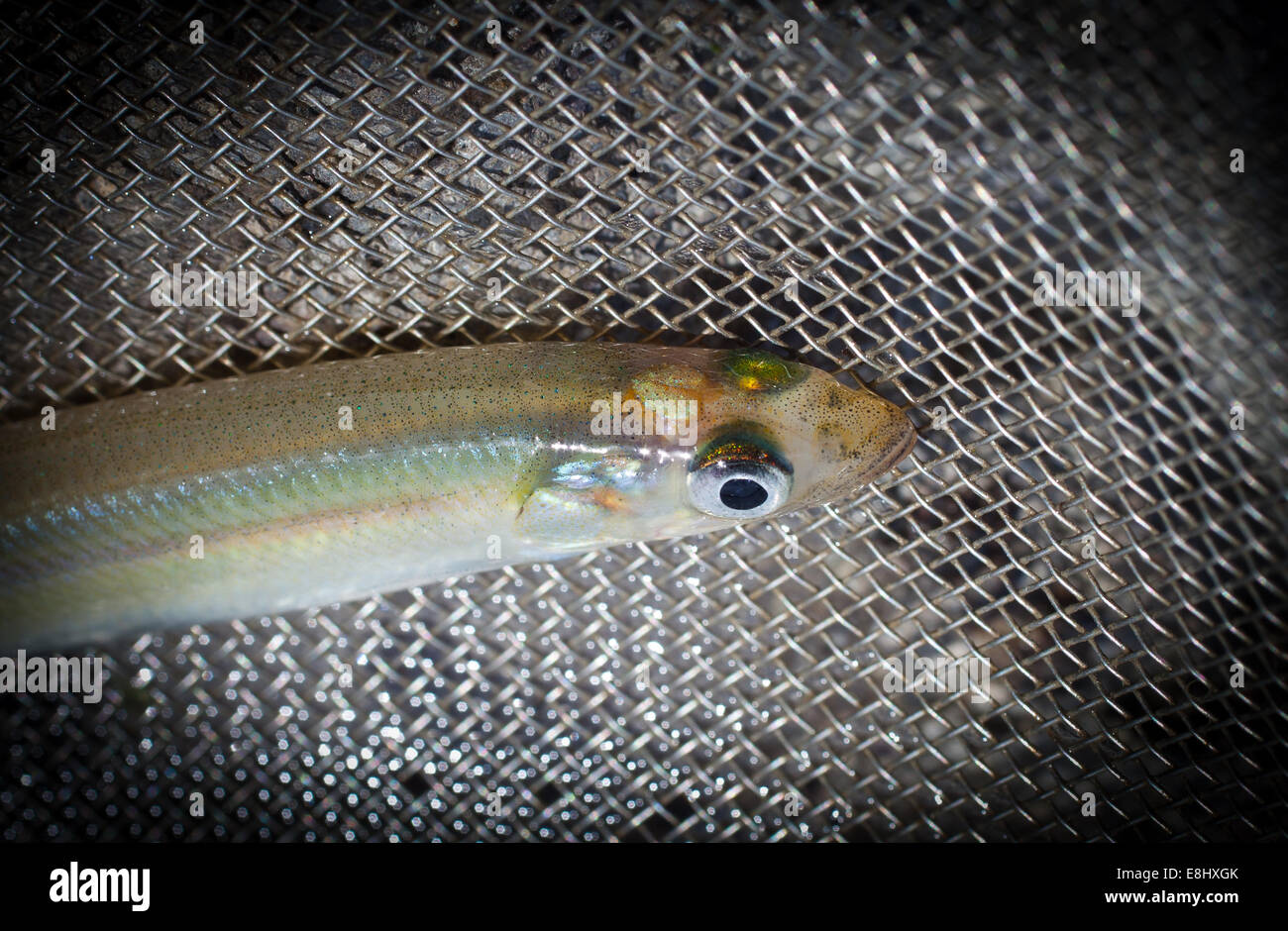 New Zealand Smelt (Retropinna retropinna), also known locally as ...