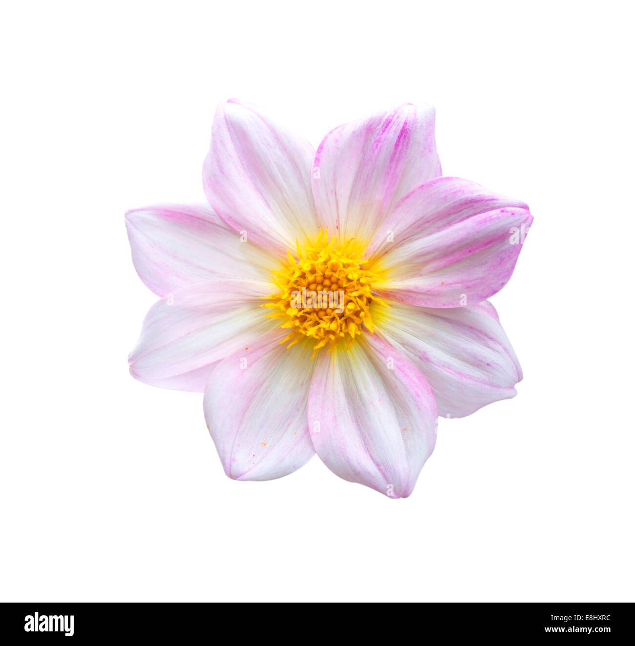 pink flower dahlia background texture abstract nature Stock Photo - Alamy