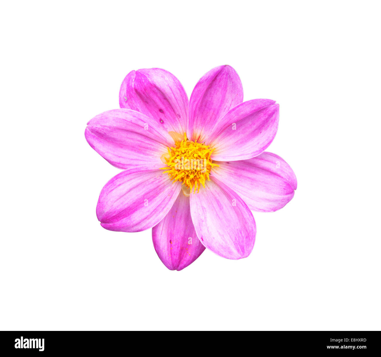 pink flower dahlia background texture abstract nature Stock Photo - Alamy