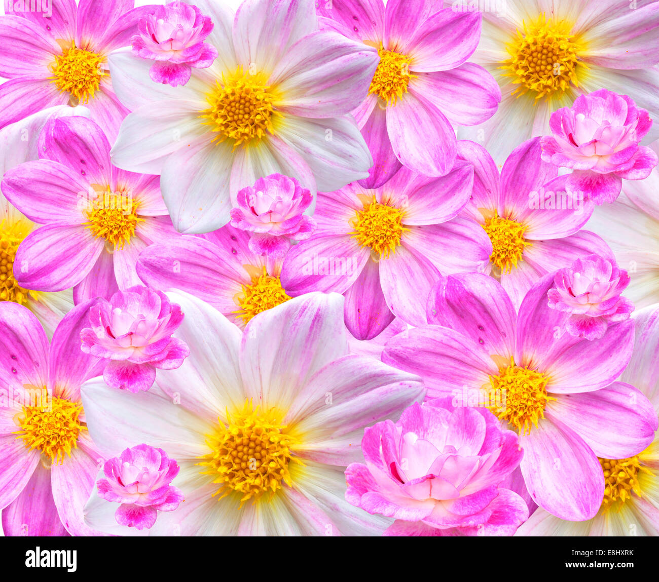 pink flower dahlia background texture abstract nature Stock Photo - Alamy