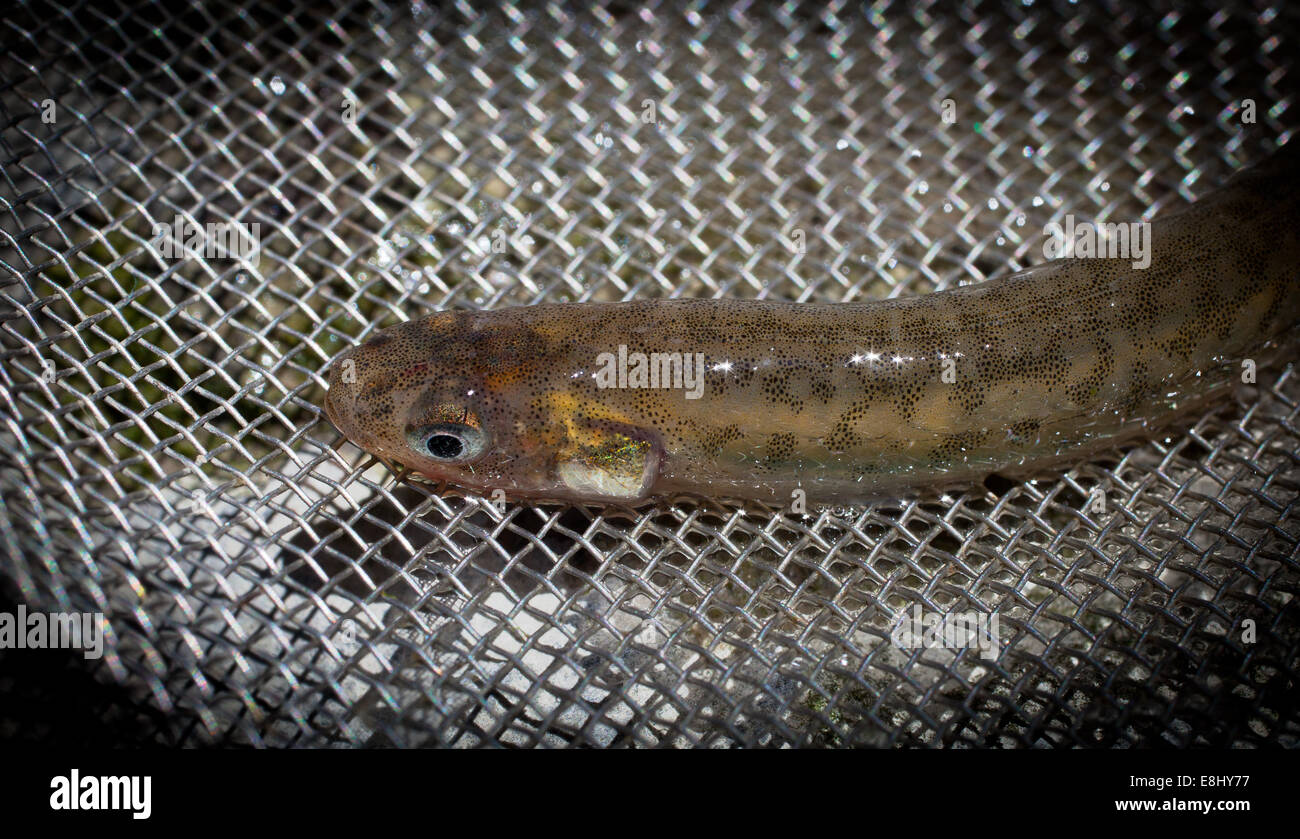 New Zealand Whitebait : Banded Kokupu (Galaxias fasciatus): juvenile ...
