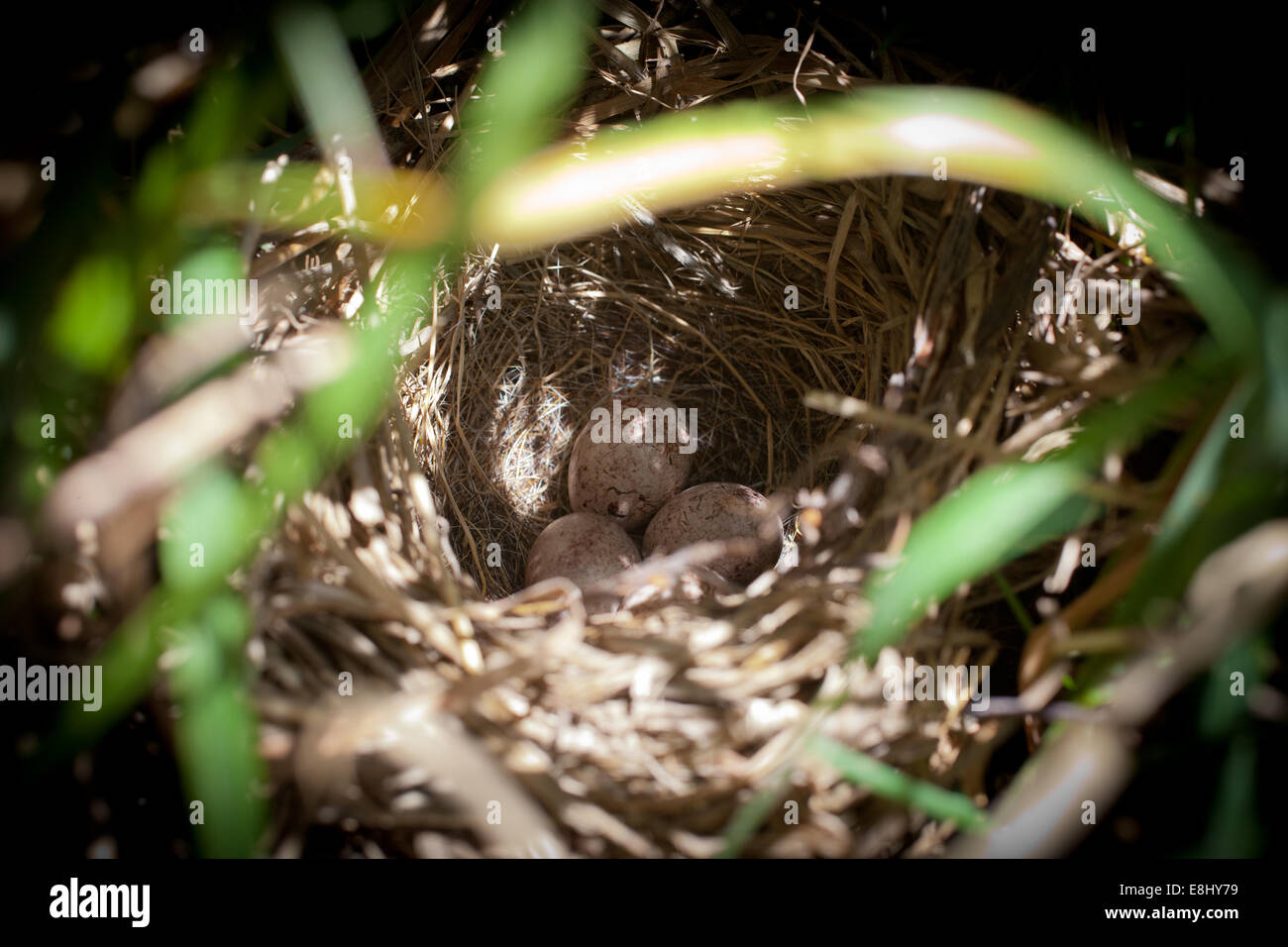 Bird's nest with eggs Stock Photo - Alamy