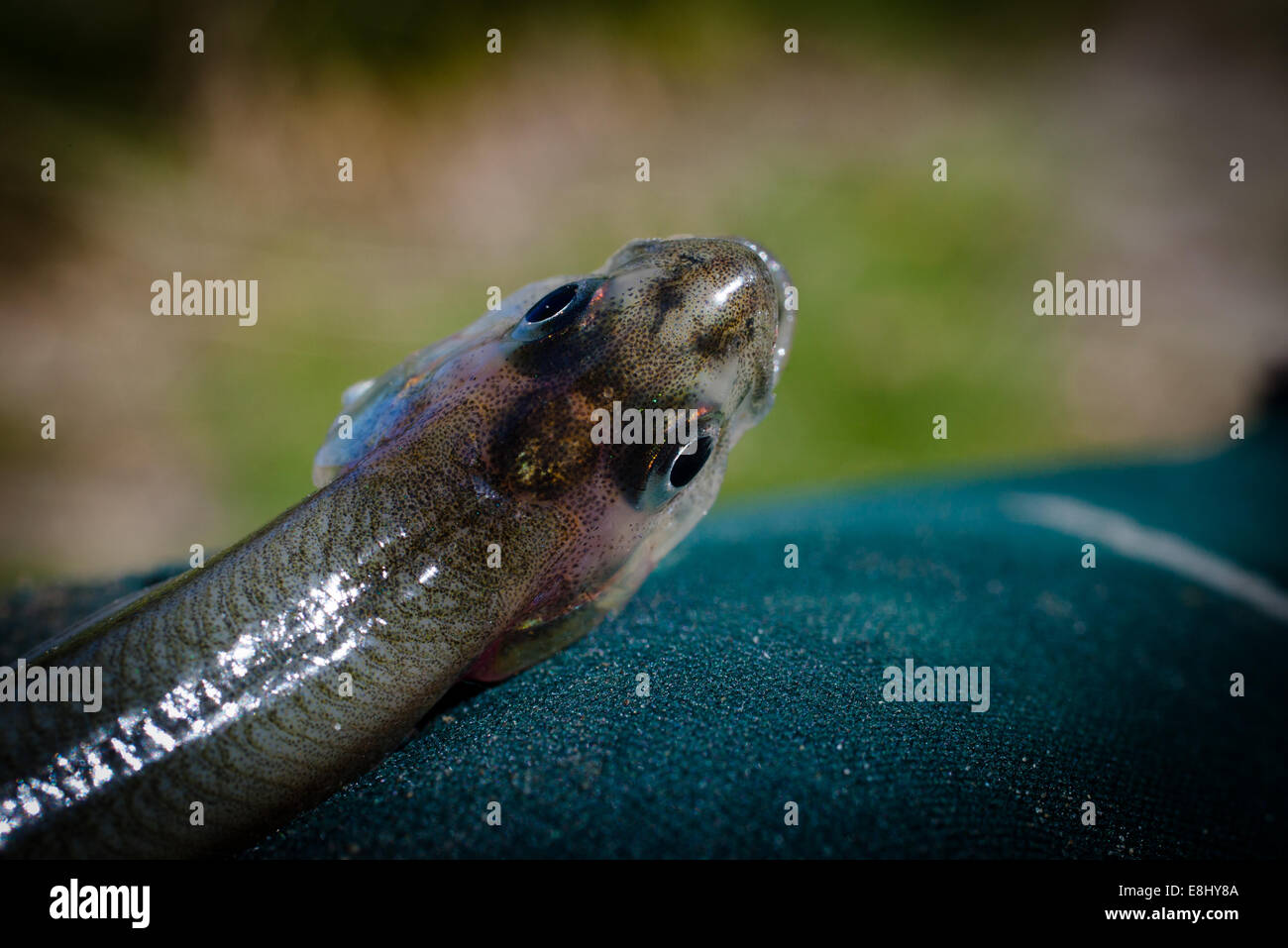 New Zealand Smelt (Retropinna retropinna), also known locally as ...