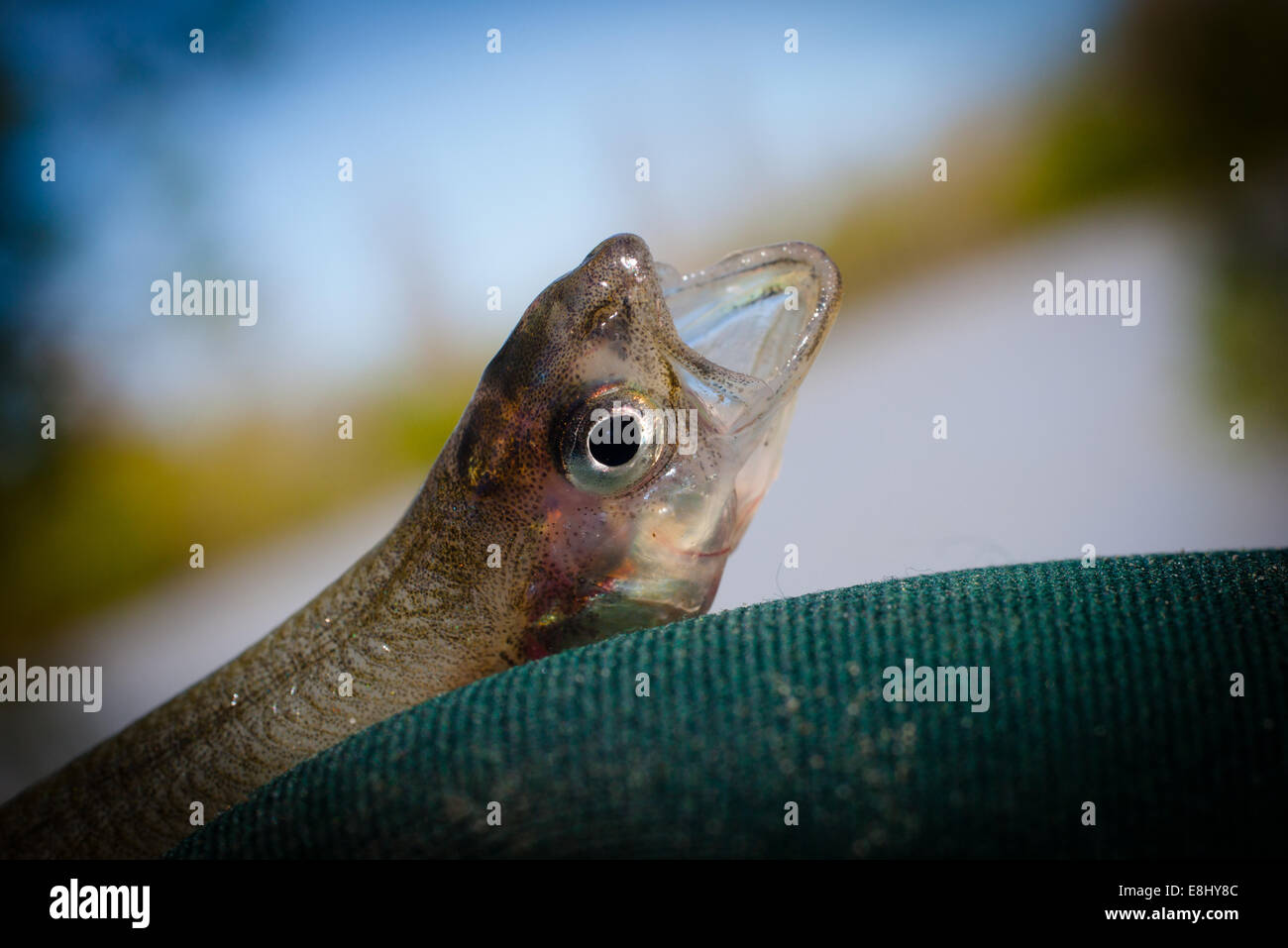 New Zealand Smelt (Retropinna retropinna), also known locally as ...