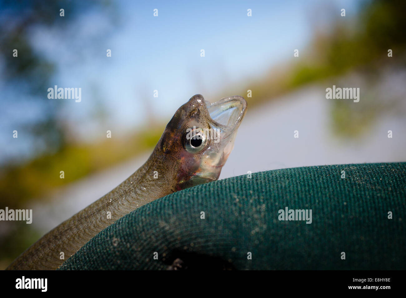 New Zealand Smelt (Retropinna retropinna), also known locally as ...