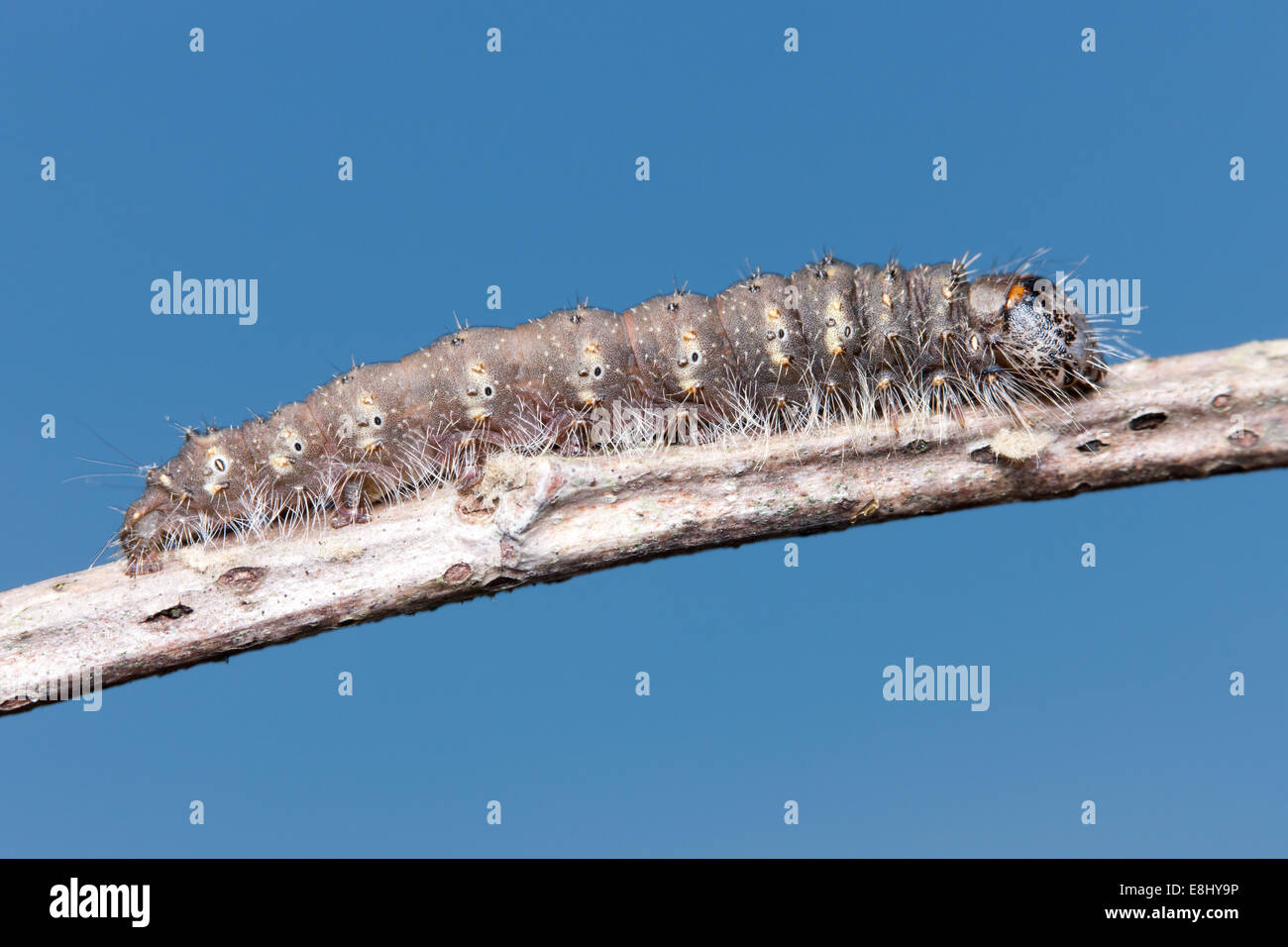 American dagger moth hi-res stock photography and images - Alamy