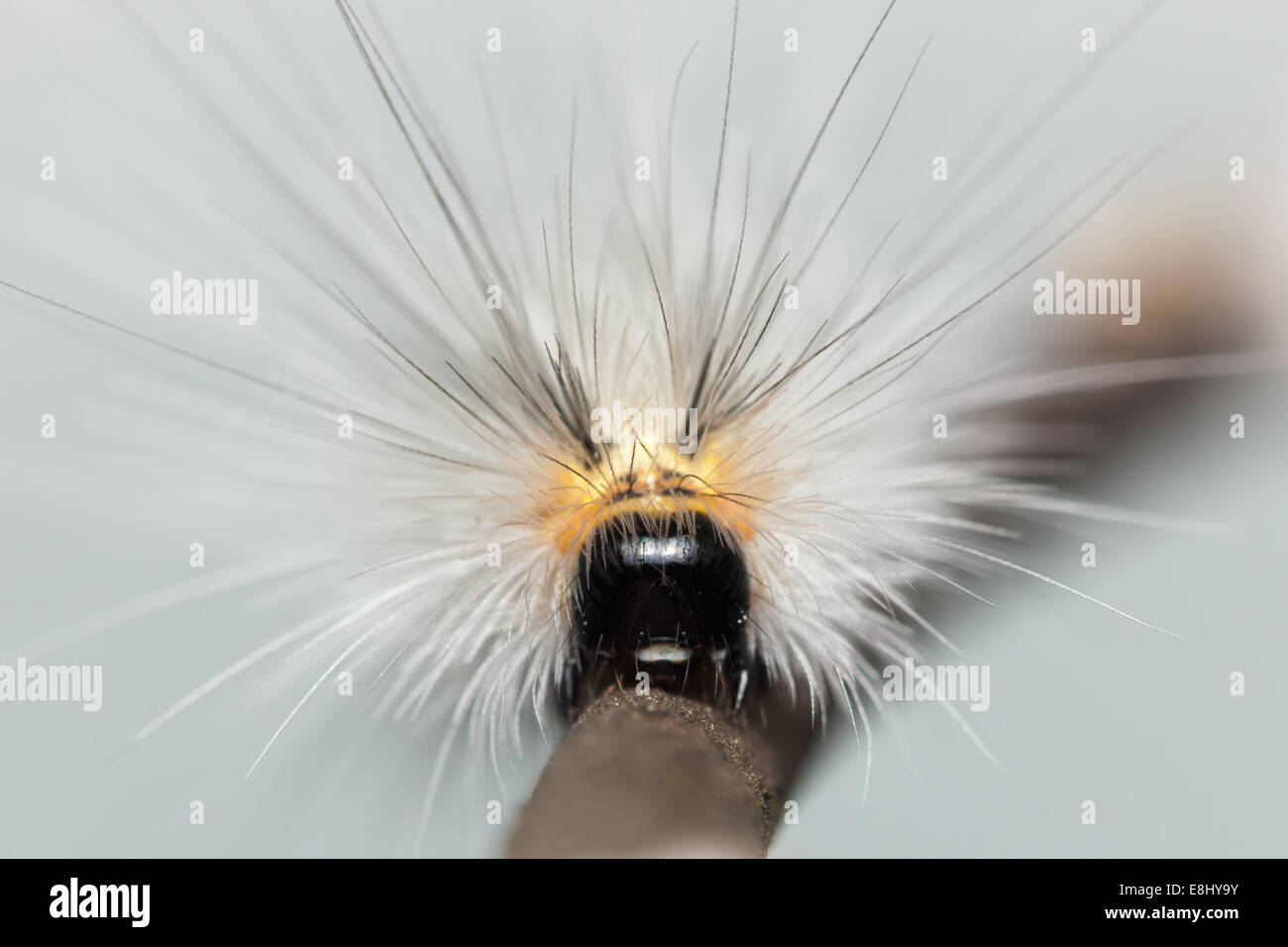 Front view of a Fall Webworm Moth (Hyphantria cunea) caterpillar (larva ...