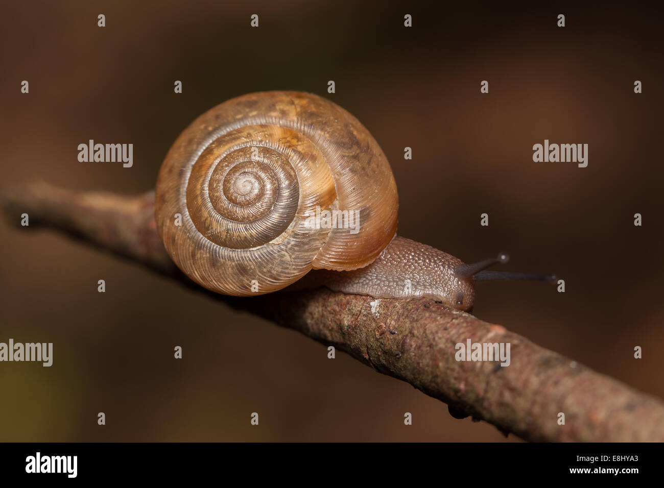 Queen Crater Snail (Appalachina chilhoweensis), Great Smoky Mountains ...