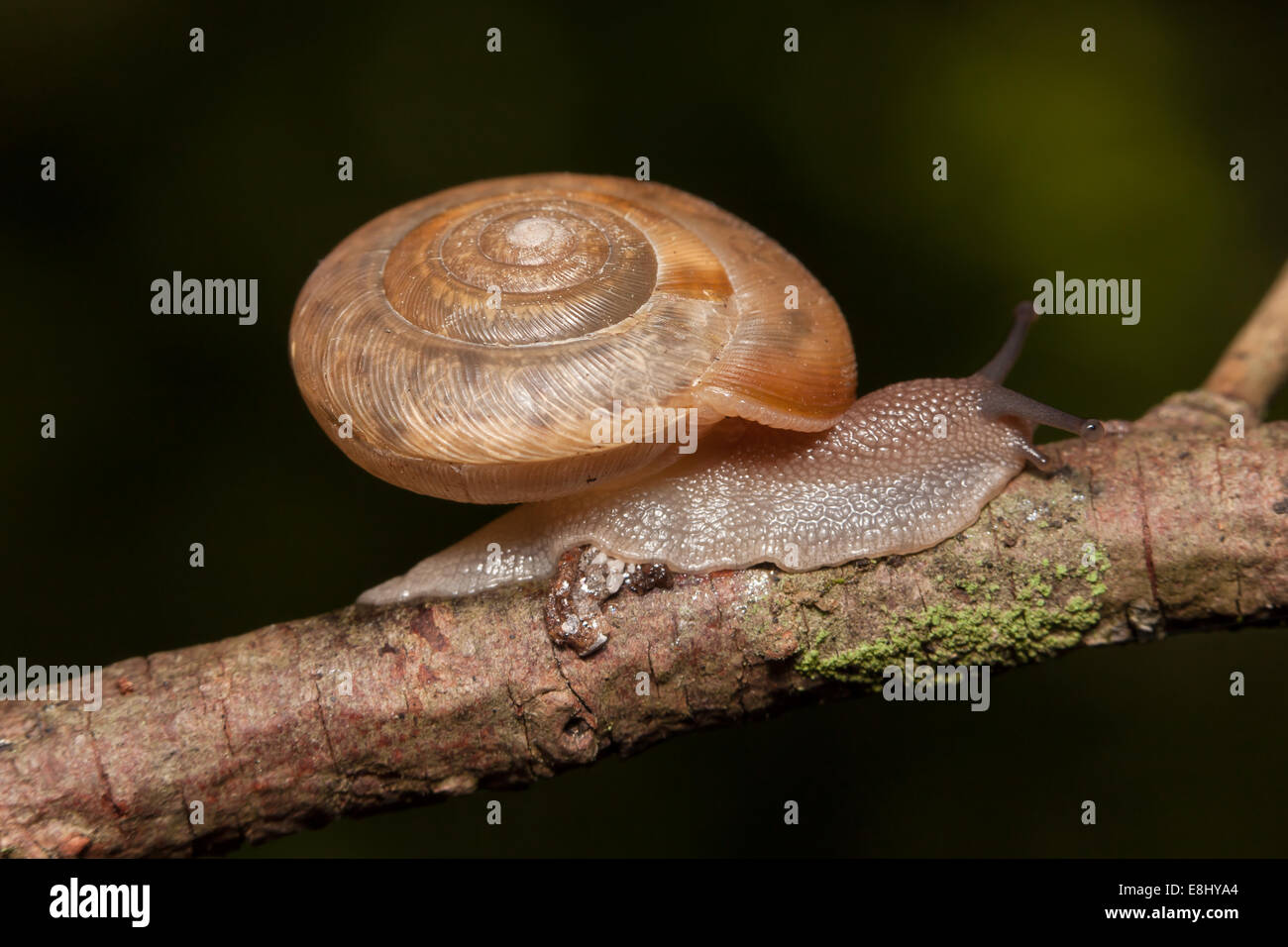 Queen Crater Snail (Appalachina chilhoweensis), Great Smoky Mountains ...