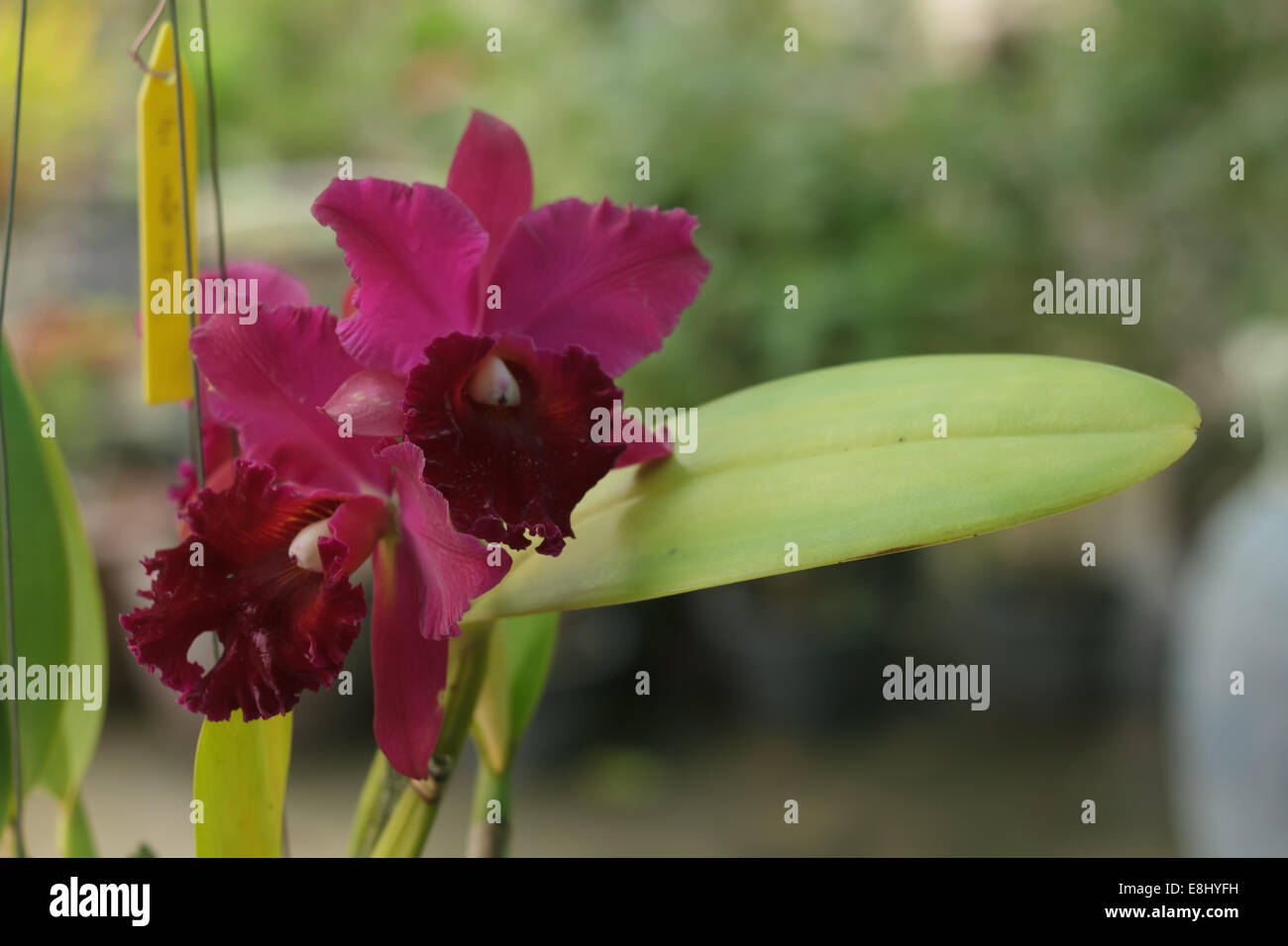 Red orchids hi-res stock photography and images - Alamy