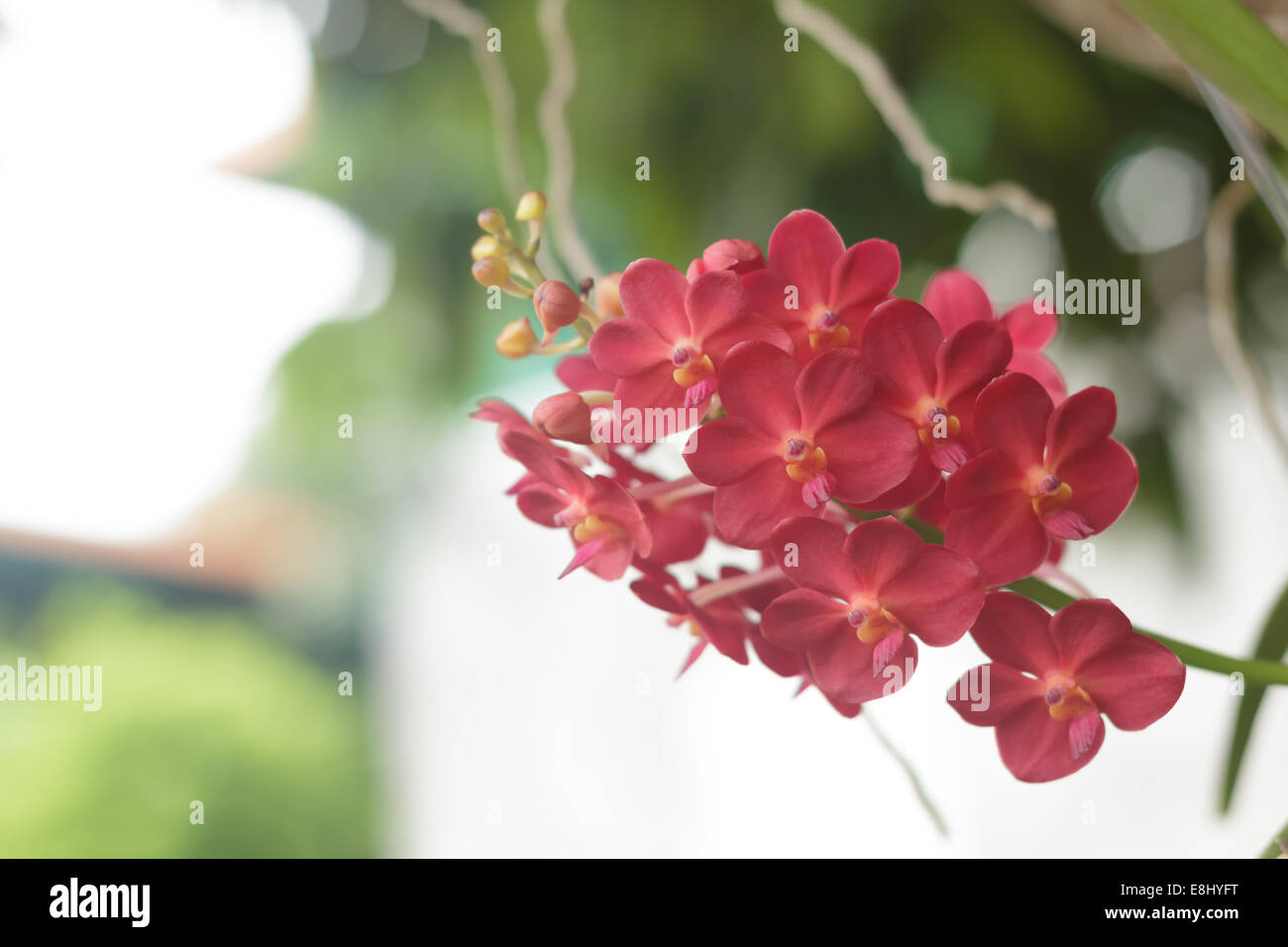 Red orchids hi-res stock photography and images - Alamy