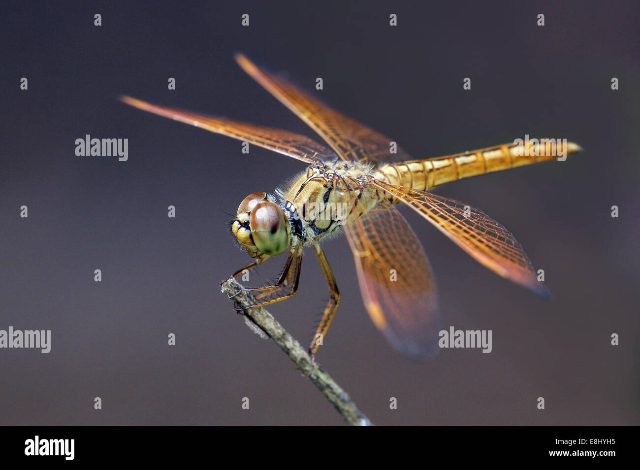 Closeup of beautiful dragonfly in nature Stock Photo - Alamy