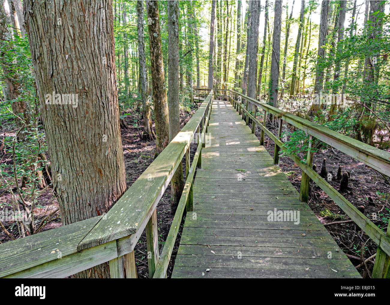 Swamp bridge hi-res stock photography and images - Alamy