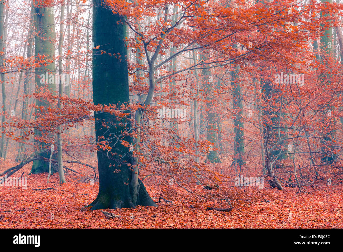 Colorful tree in the autumn forest Stock Photo - Alamy