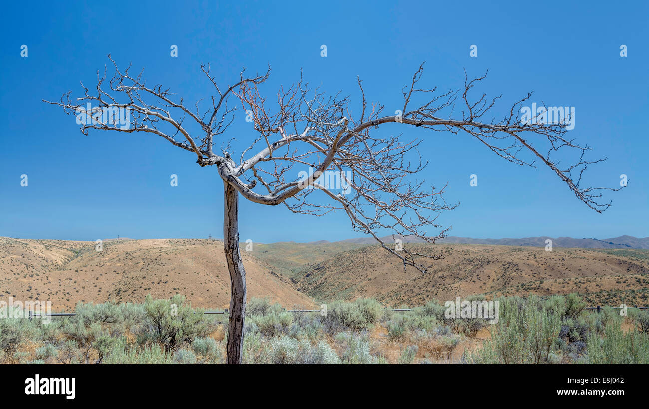 Single tree in the Desert Stock Photo - Alamy