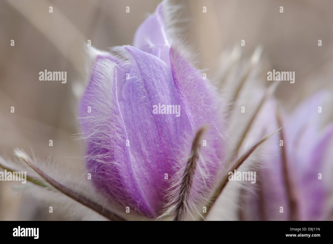 Prairie crocus canada spring hi-res stock photography and images - Alamy