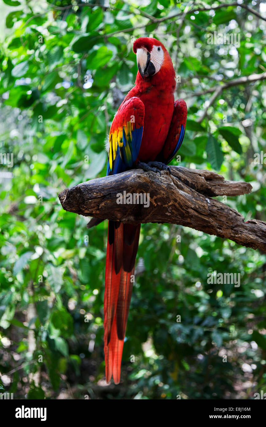 Red macaw hi-res stock photography and images - Alamy