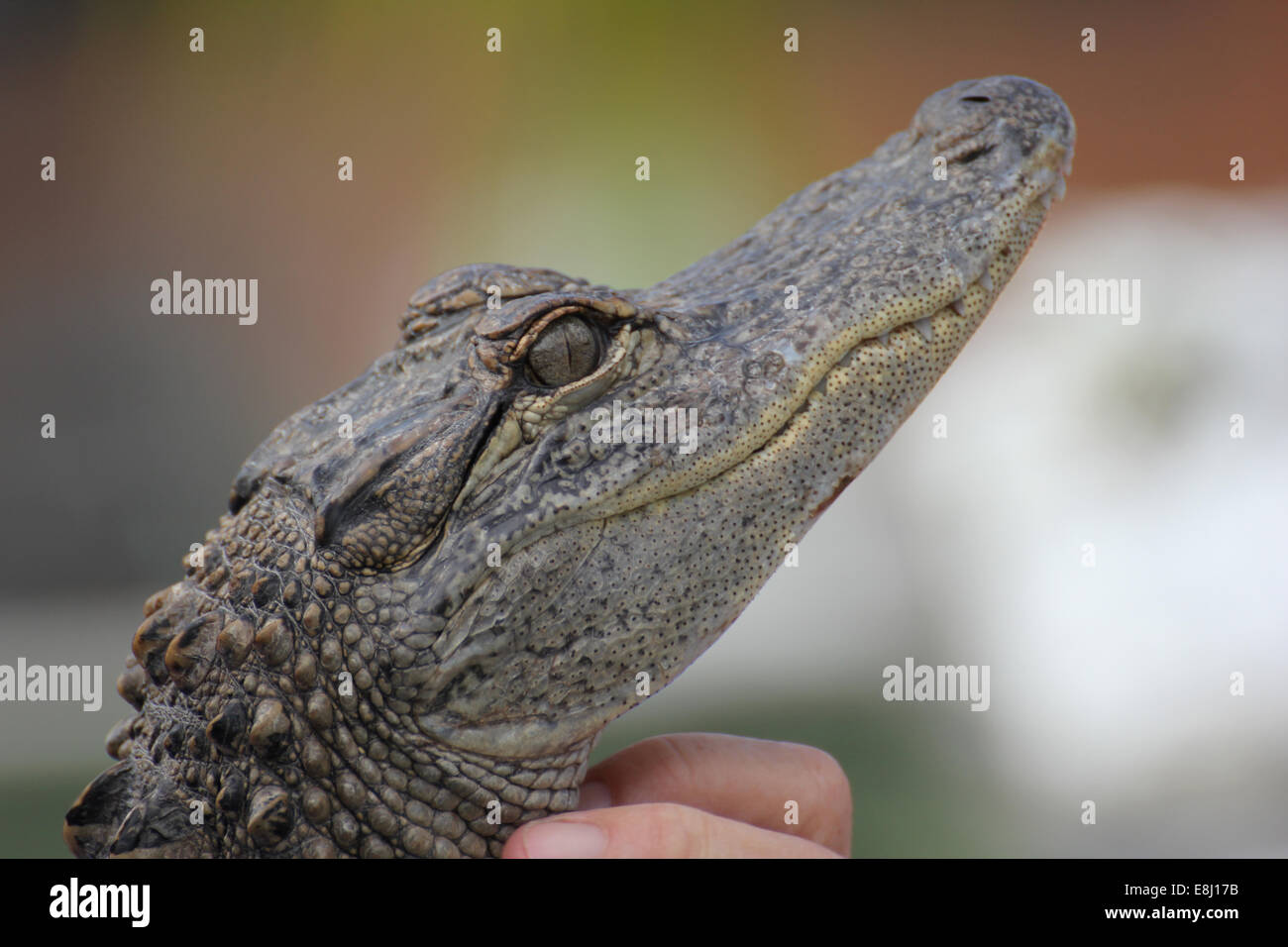Baby alligator zoo hi-res stock photography and images - Alamy