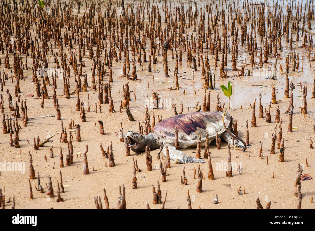 Dead tortoise hi-res stock photography and images - Alamy