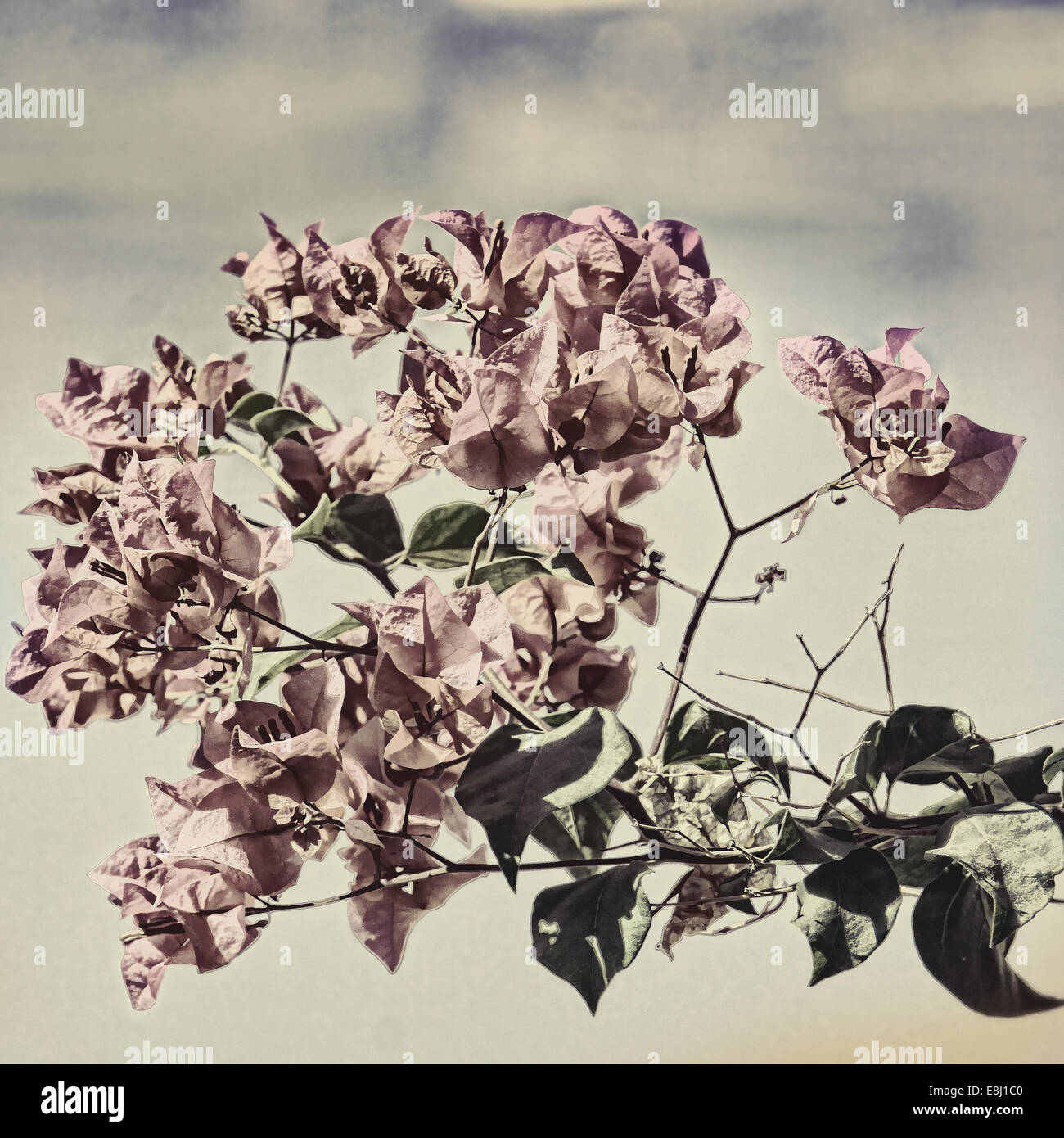 Misty Flowers . Rose Flowers Stock Photo - Alamy