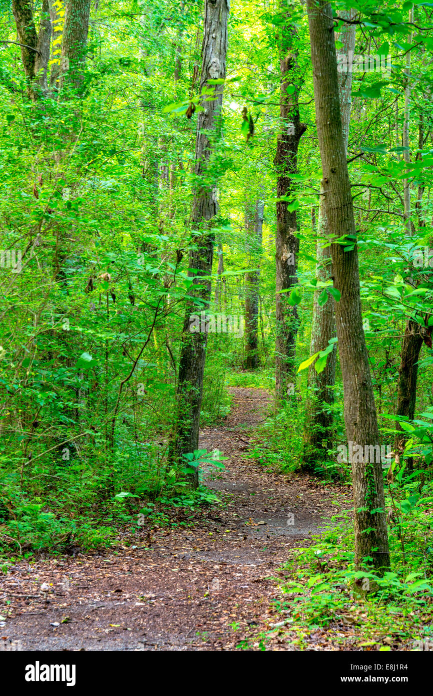 Trail leading through an Alabama forest Stock Photo - Alamy