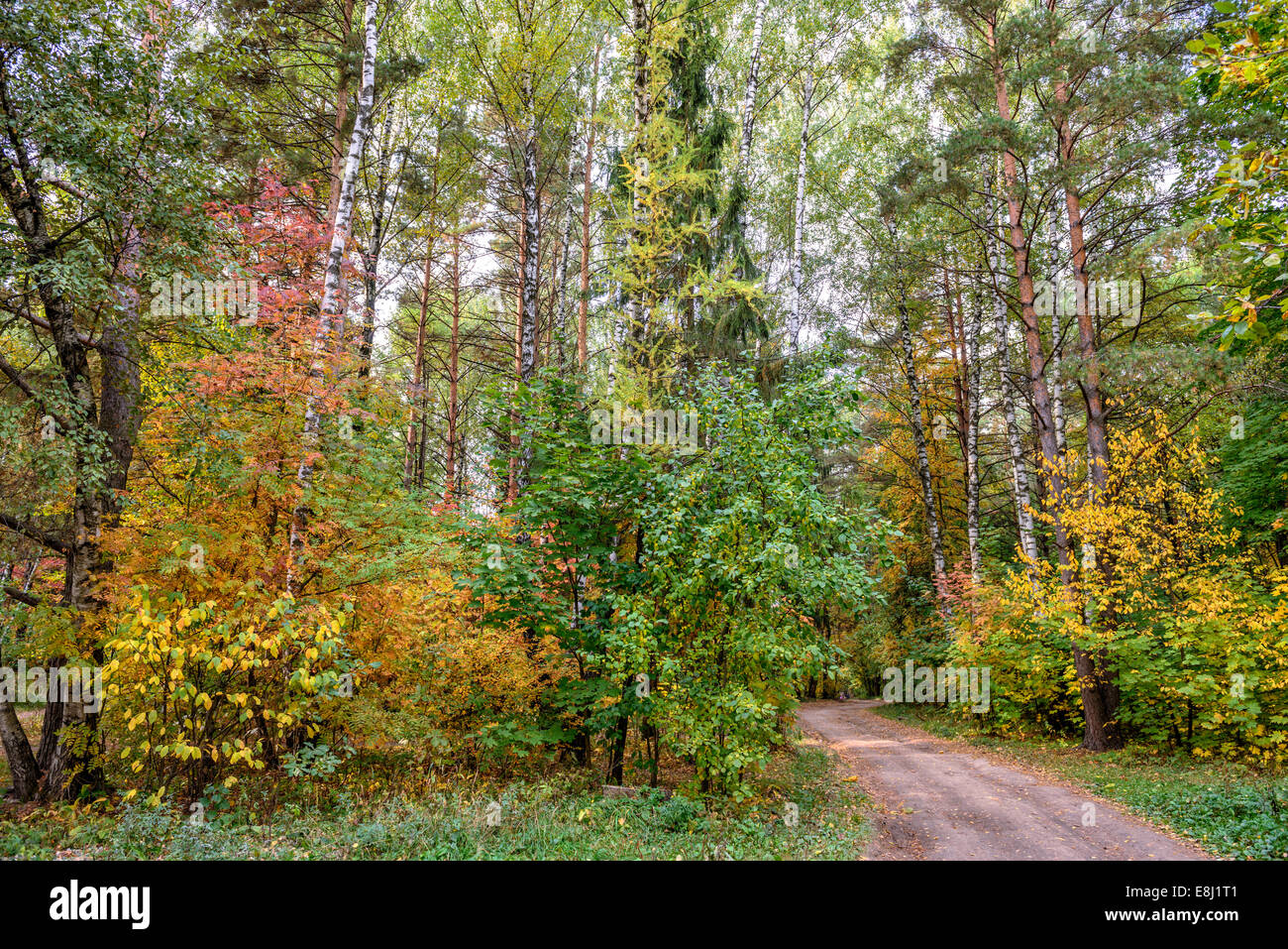Beautiful colorful autumn forest and country road Stock Photo - Alamy
