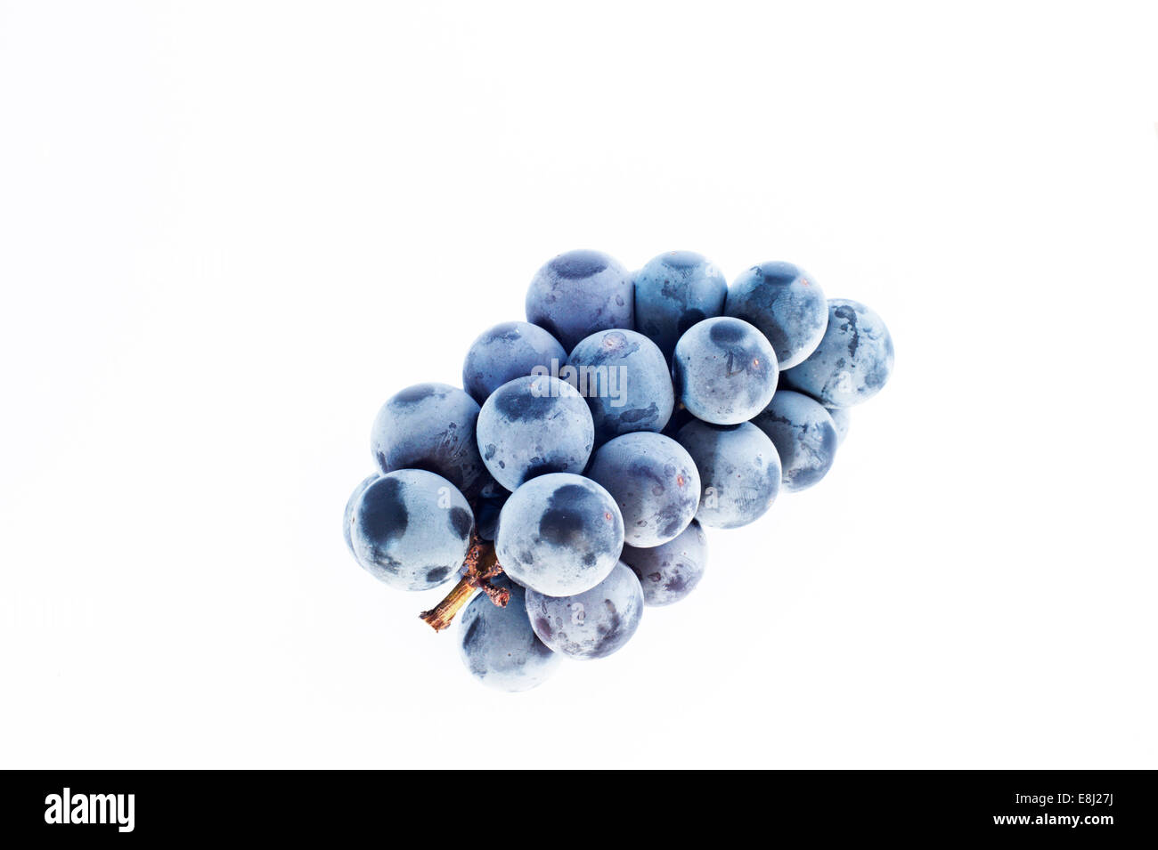 Large, dark purple Japanese Kyoho grapes on a white background Stock ...