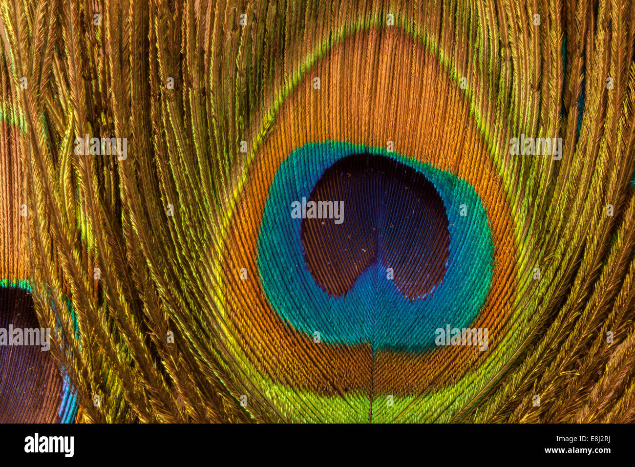 Riot of colors hi-res stock photography and images - Alamy