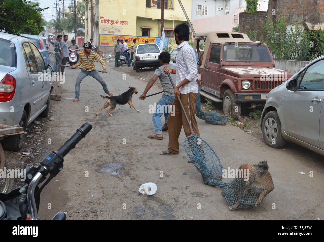 Feral dogs india hi-res stock photography and images - Alamy