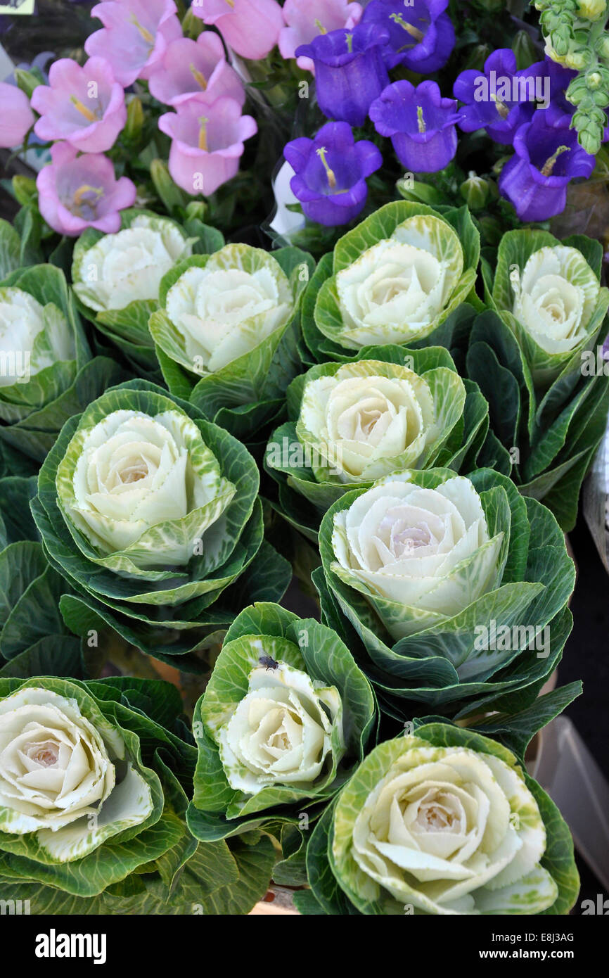 Estonia, Tallin, roses Stock Photo - Alamy