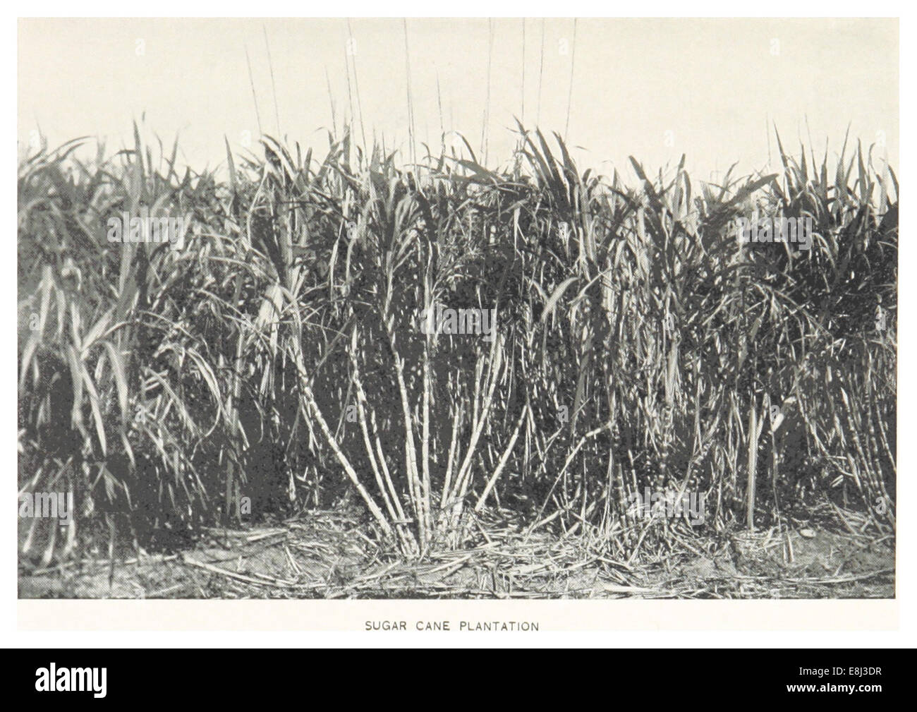 Sugar cane plantation history hi-res stock photography and images - Alamy
