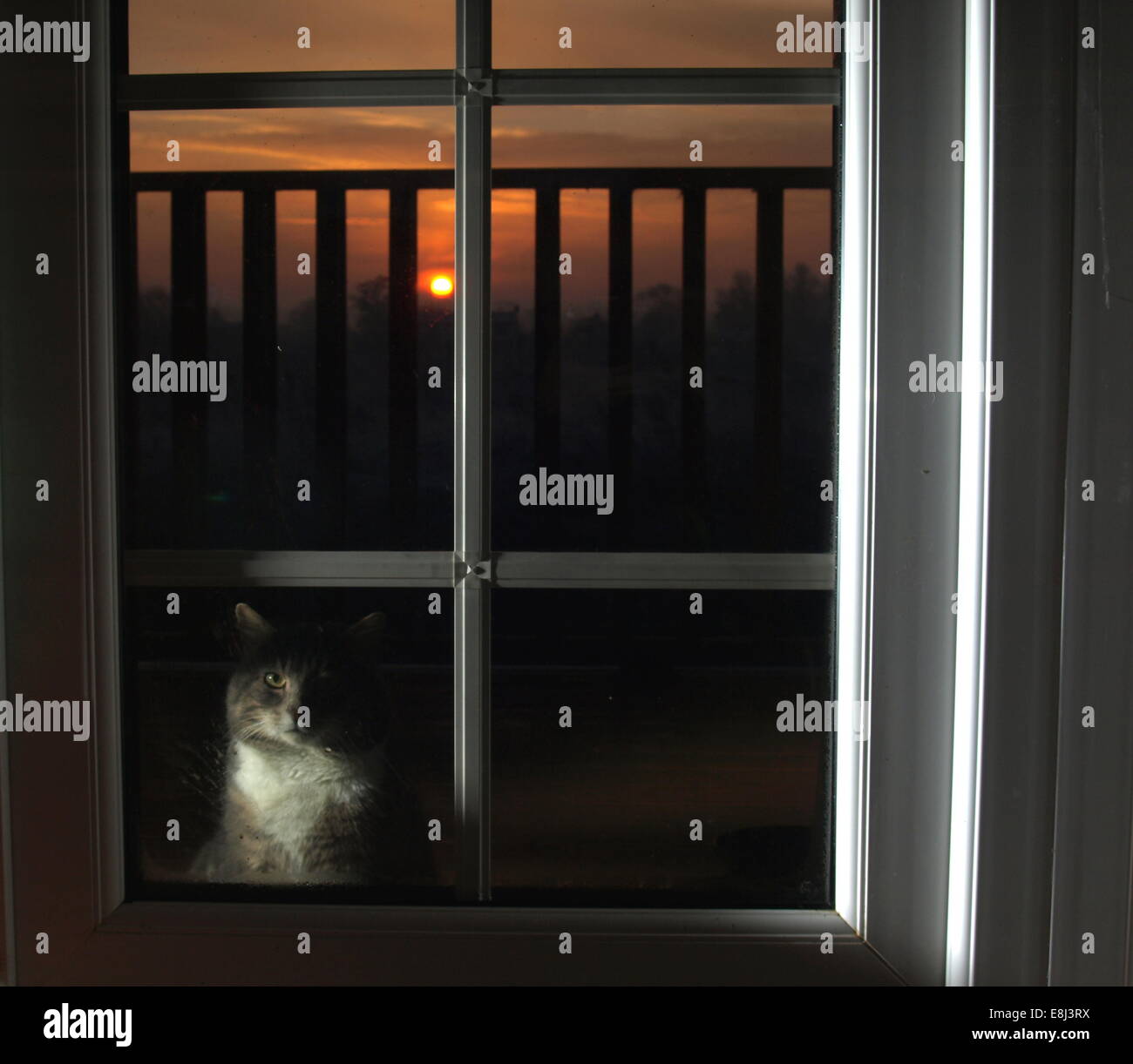 Hungry cat hi-res stock photography and images - Alamy