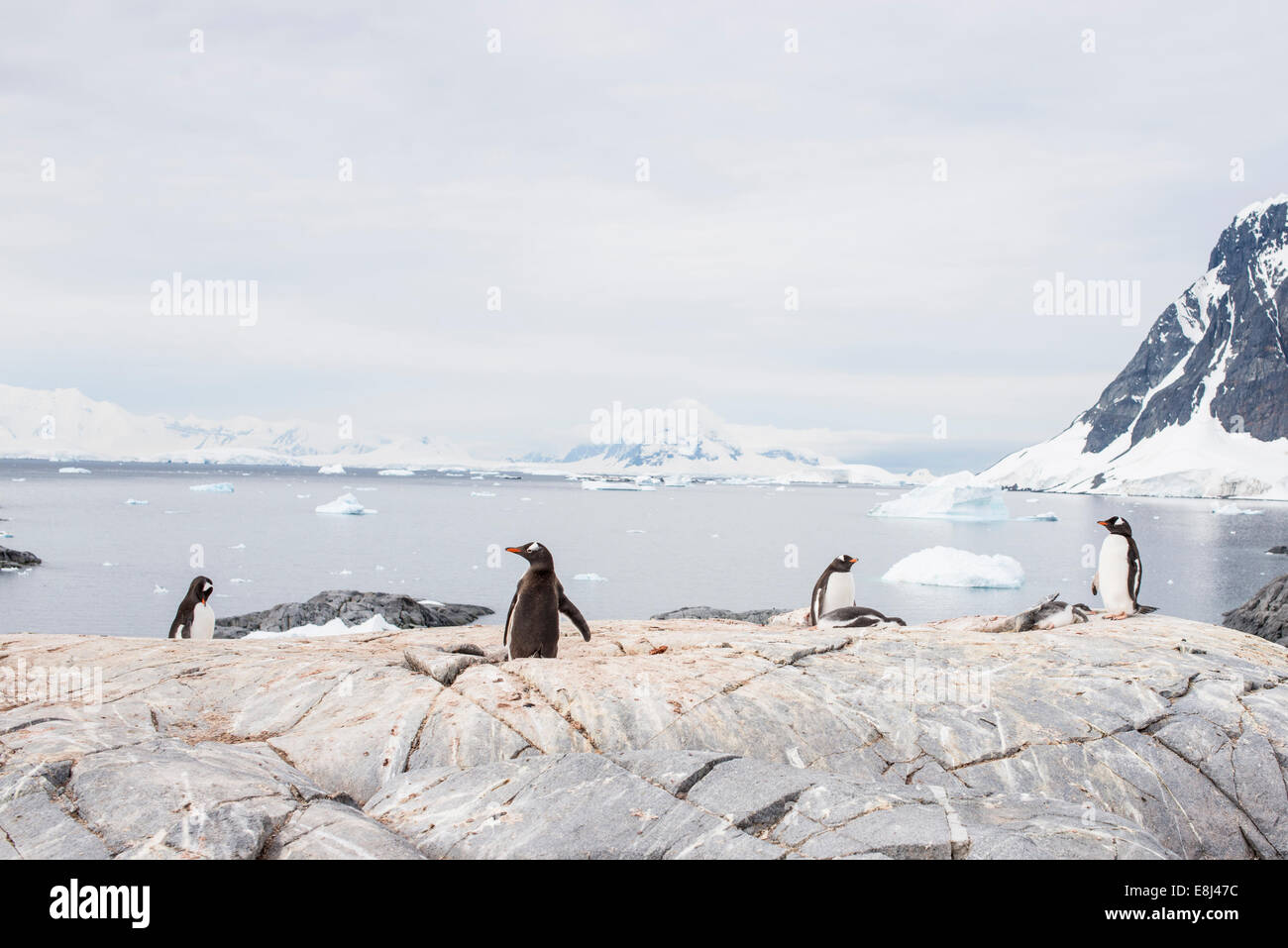 Booth island hi-res stock photography and images - Alamy