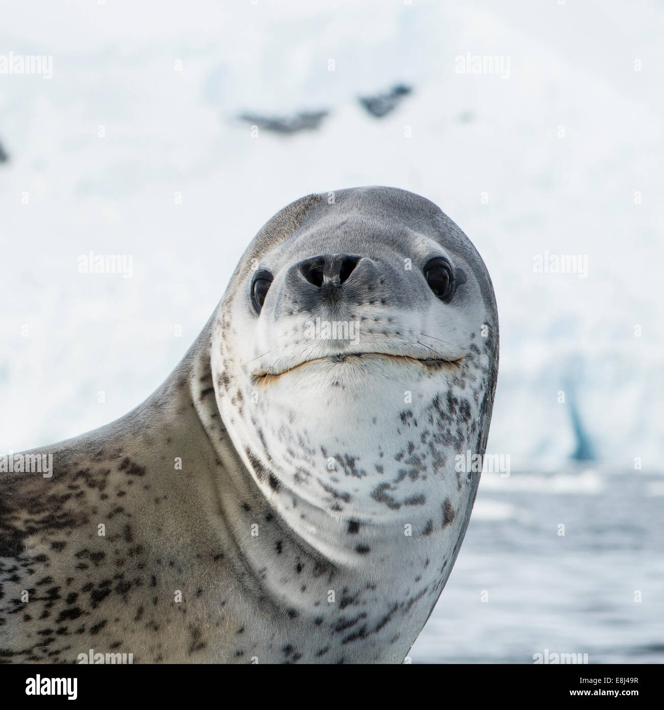 Leopard seal antarctica hi-res stock photography and images - Alamy